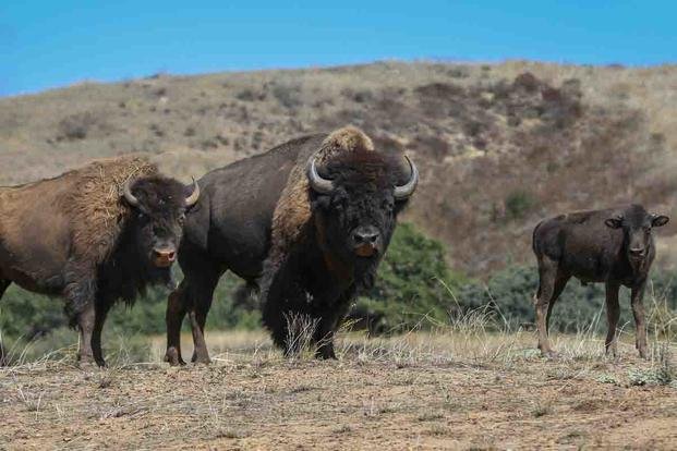 Why the Marine Corps Maintains Its Private Herd of American Bison | Military.com